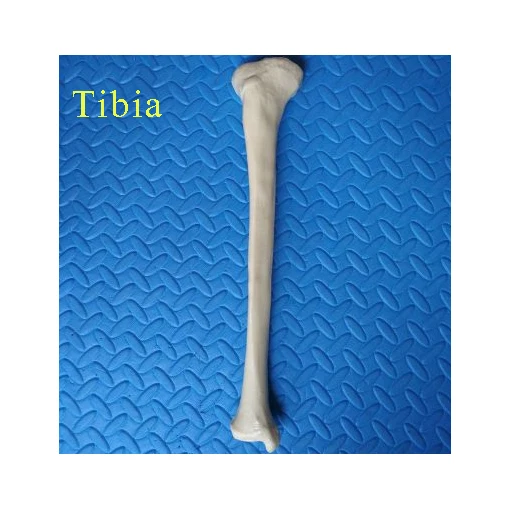 Tibia Bone Model Medical Bone Model Human Bone Model - Buy Tibia Model ...