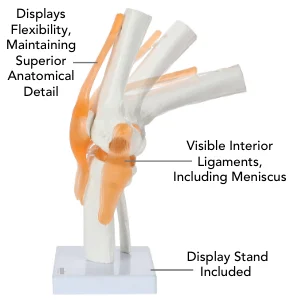 Life Size Human Knee Joint Model Plastic Knee Joint Model Anatomical ...
