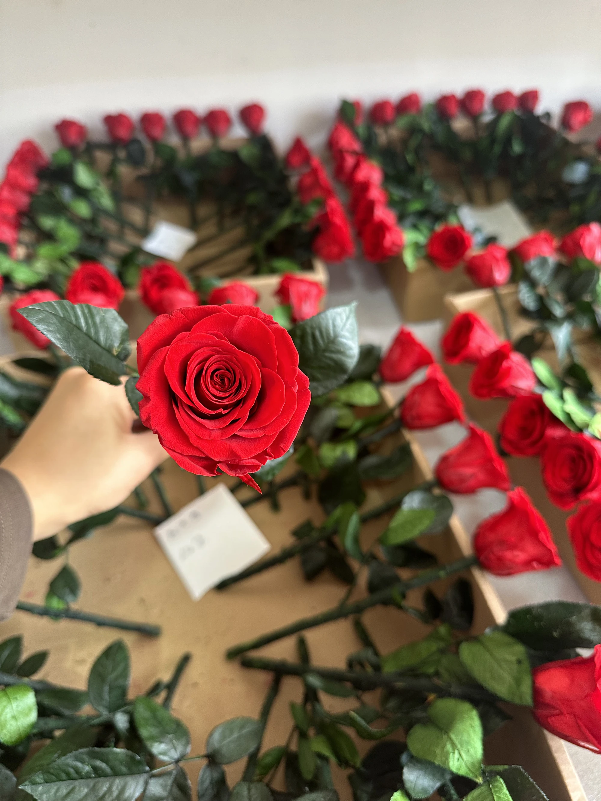 Mothers Day Gift Immortal Flower Long Stem Konservierte Rosen Infinity ...