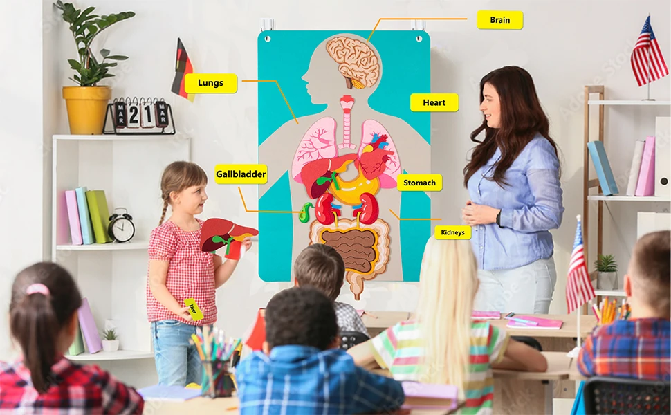 Upin Custom 3d Organs Awareness Montessori Early Learning Human Body ...