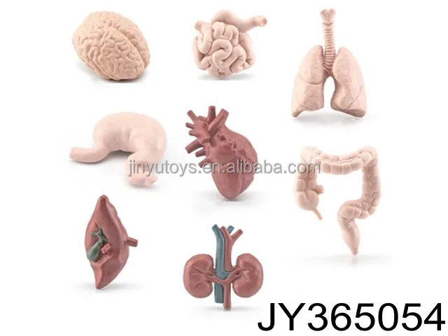 Educational Human Body Anatomy Toys for Kids - Mini Organs
