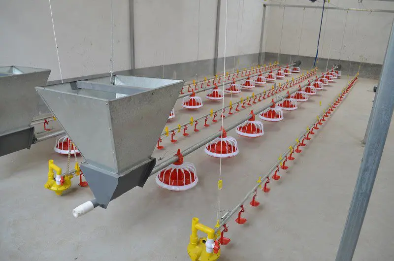 Automatic Chicken Feeder Line - Efficient Poultry Farming