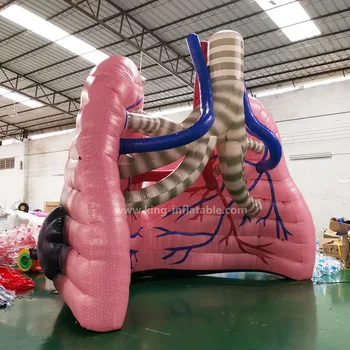 Customized Giant Inflatable Lung Human Organs For Medical Exhibition ...