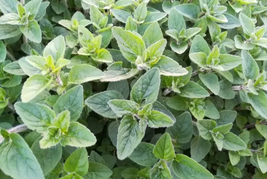 Origanum Majorana Leaf Flowers Extract Powder Bulk Price - Buy Origanum ...