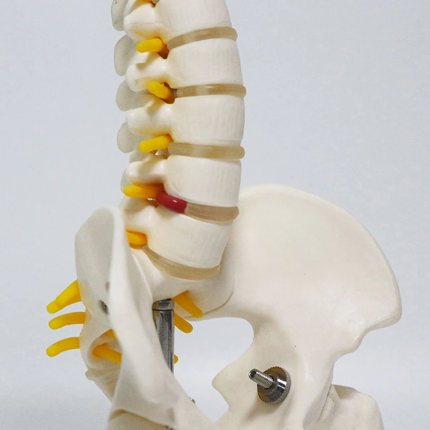 Medical Science Human Anatomical Skeleton Model For Teaching Use 45cm ...