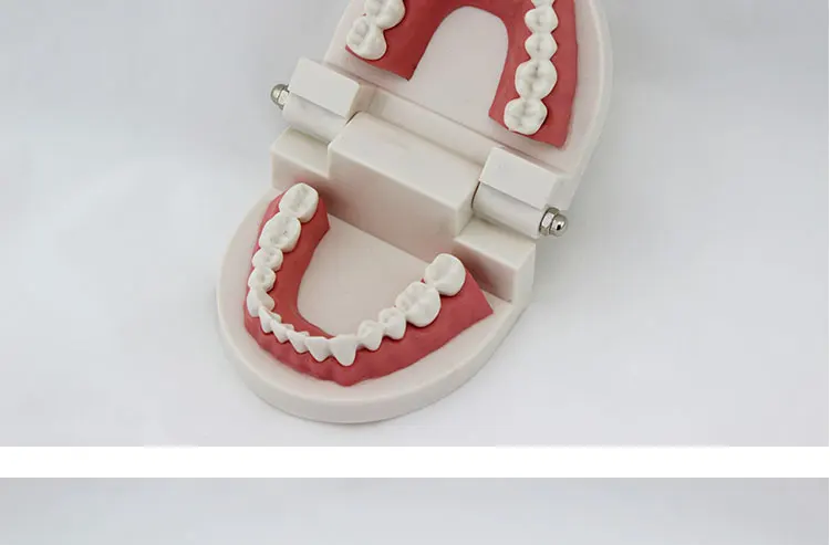 Dental Teeth Model Life Size Kindergarten Teach Kids Brush Model ...