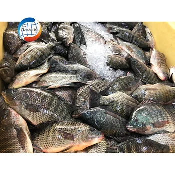 Tilapia Fish Frozen Fresh Tilapia For Sale - Buy Frozen Fresh Tilapia ...