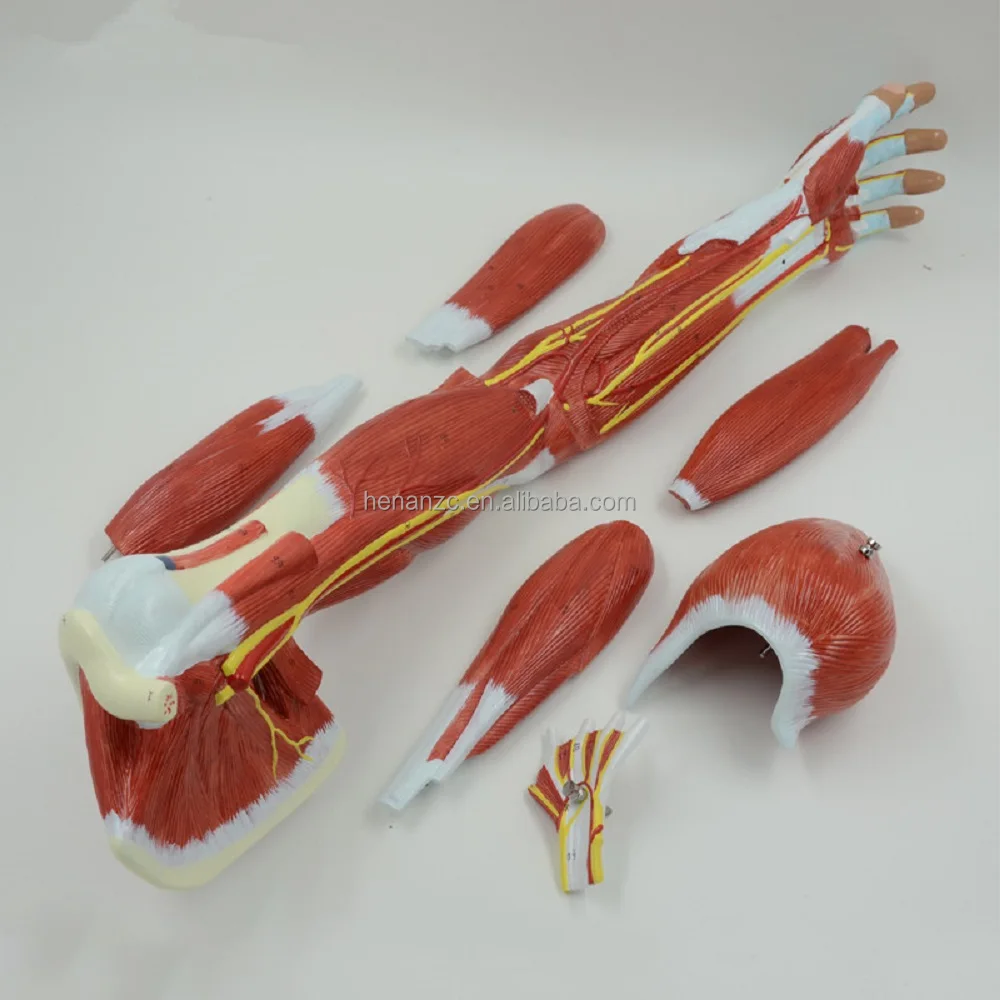 The Dissection Model Of Upper Limb - Buy Human Upper Limb Muscle ...