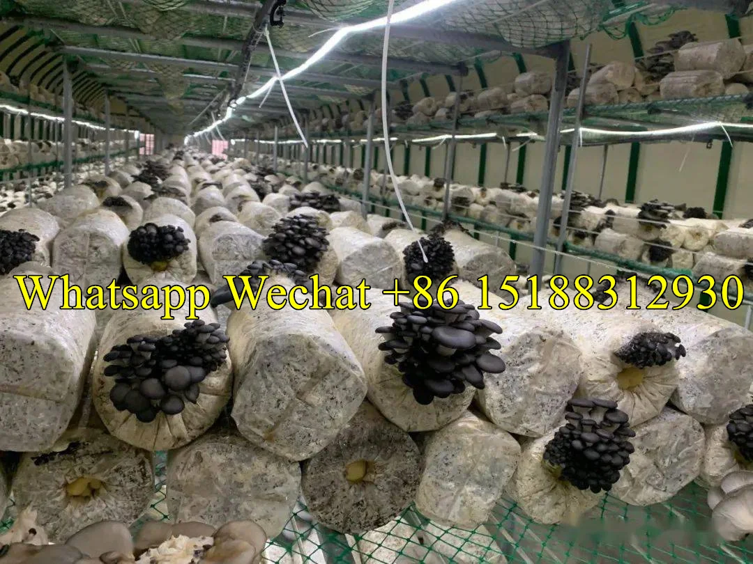 Industrial Mushroom Mixing Machine - High Productivity