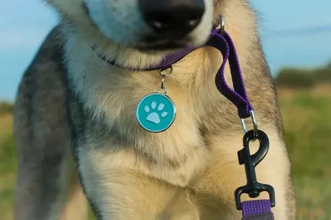 Unique Qr Code Printing Pet Identification Nfc Pet Epoxy Collar Rfid ...