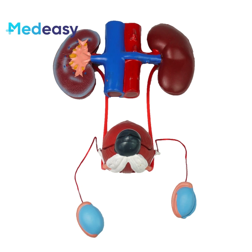 Male and Female Genitourinary System Model, KKdney Anatomy Mold ...