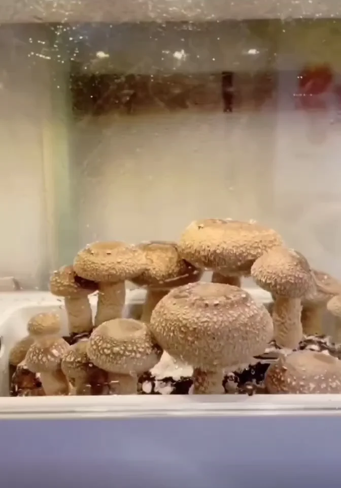 Grow At Home Mushroom Kit Psychedelic Mushroom Grow Box Kits - Buy ...