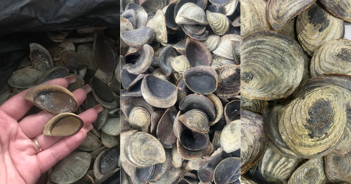 Seashell Product Nail Shell Murex Best Operculum Murex Operculum Shell ...