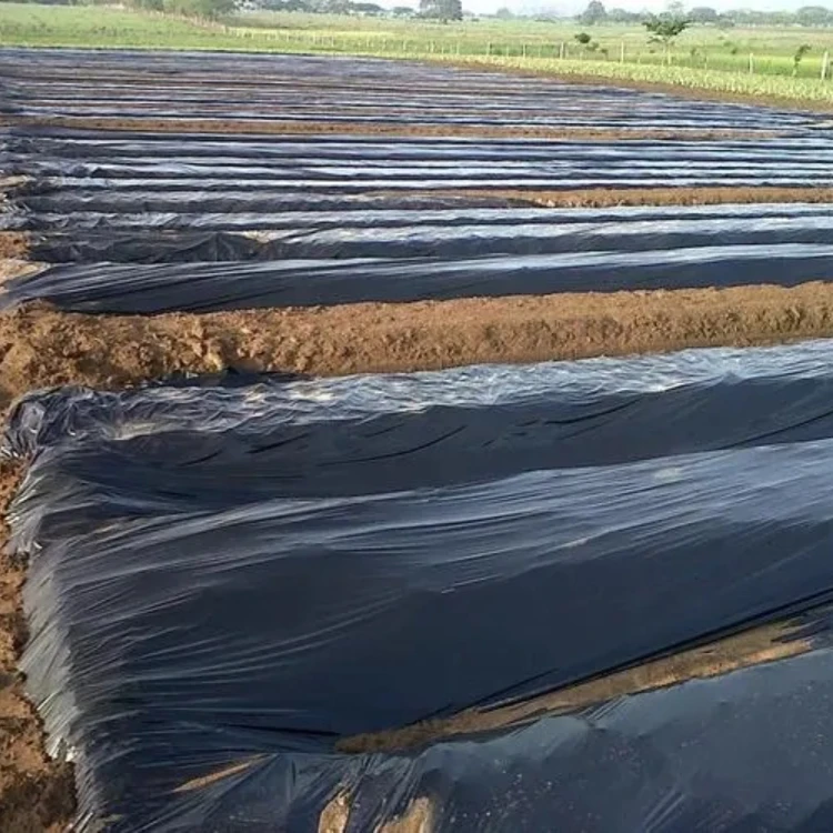Uv Protection Perforated Black Plastic Agriculture Mulching Film - Buy ...