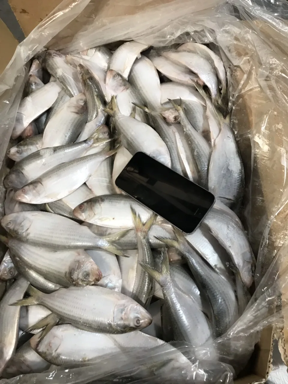 Frozen Hilsa Fish Whole - IQF Dotted Gizzard Shad Fish