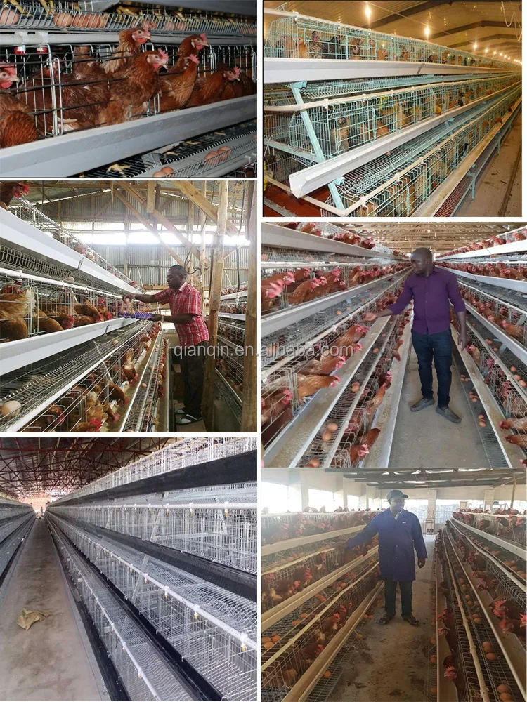 QIANQIN Chicken Laying Cages - Durable & Easy to Use