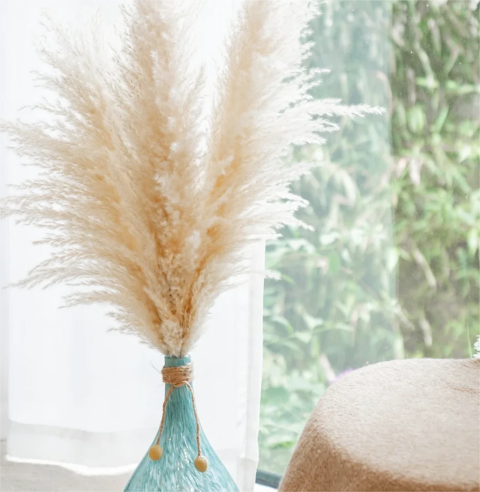 Decorative Flowers Pampasgras Pampass Fluffy Tall Pampa Flower Natural ...