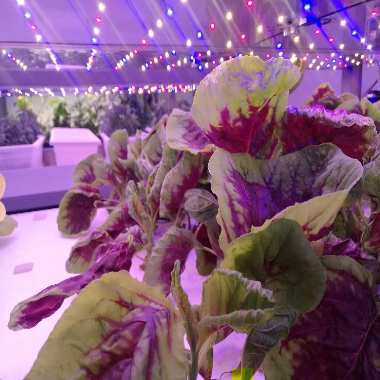 Smart Farm Grow Hydroponic Vertical Farming System 40ft