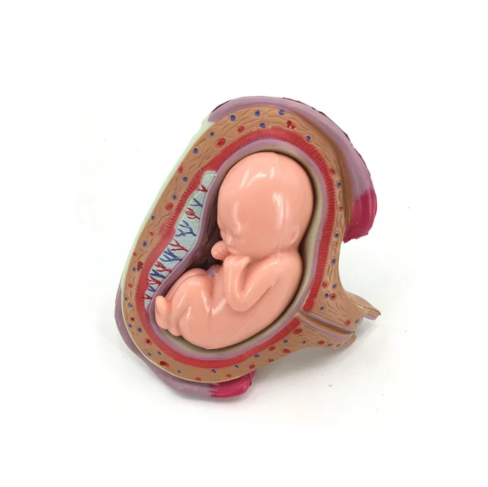 Embryology Models - Understanding Fetus Stages of Development