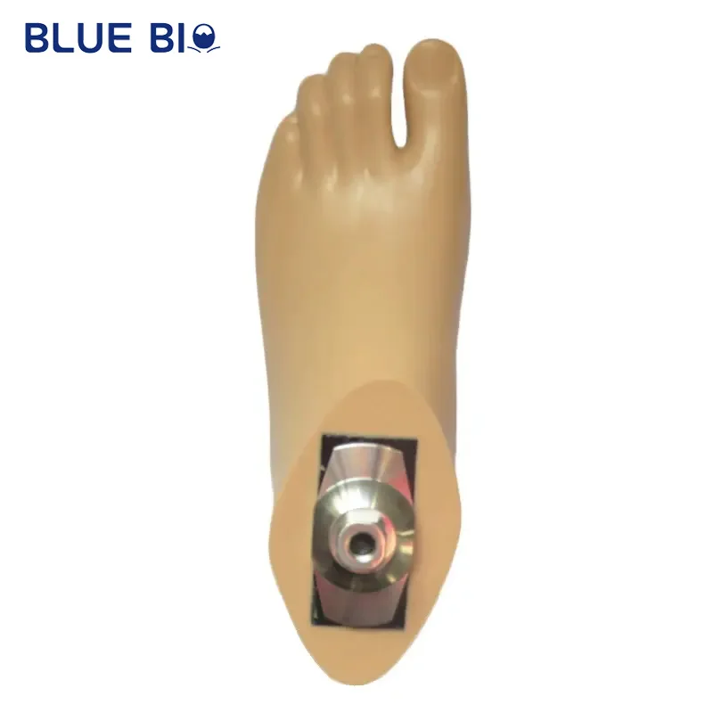 Prosthetic Components Realistic Prothese Part Artificial Double Axis ...