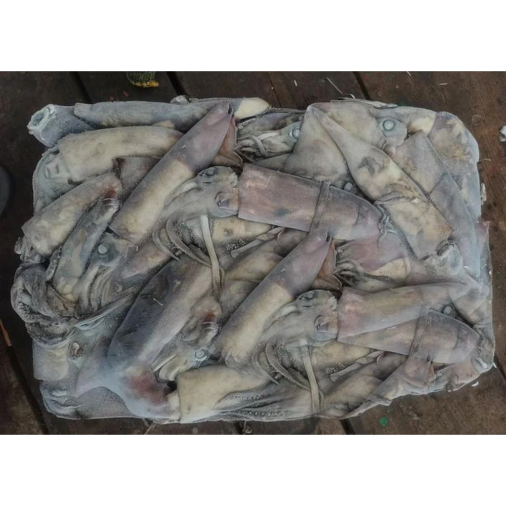 Frozen Nature Giant Squid Price U3 Bulk Giant Squid for Export Giant ...