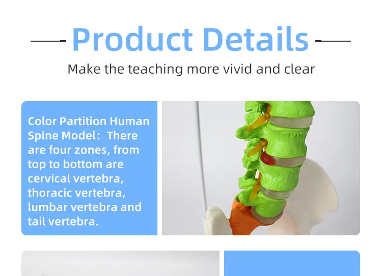 Vertebrae Column Spine Model FRT016 Life Size Color Coded Regions ...