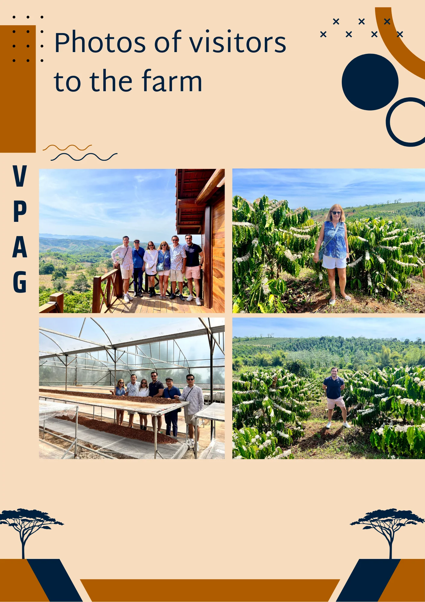 High Quality Organic Robusta Coffee Flavor Whole Bean Coffee 100% ...