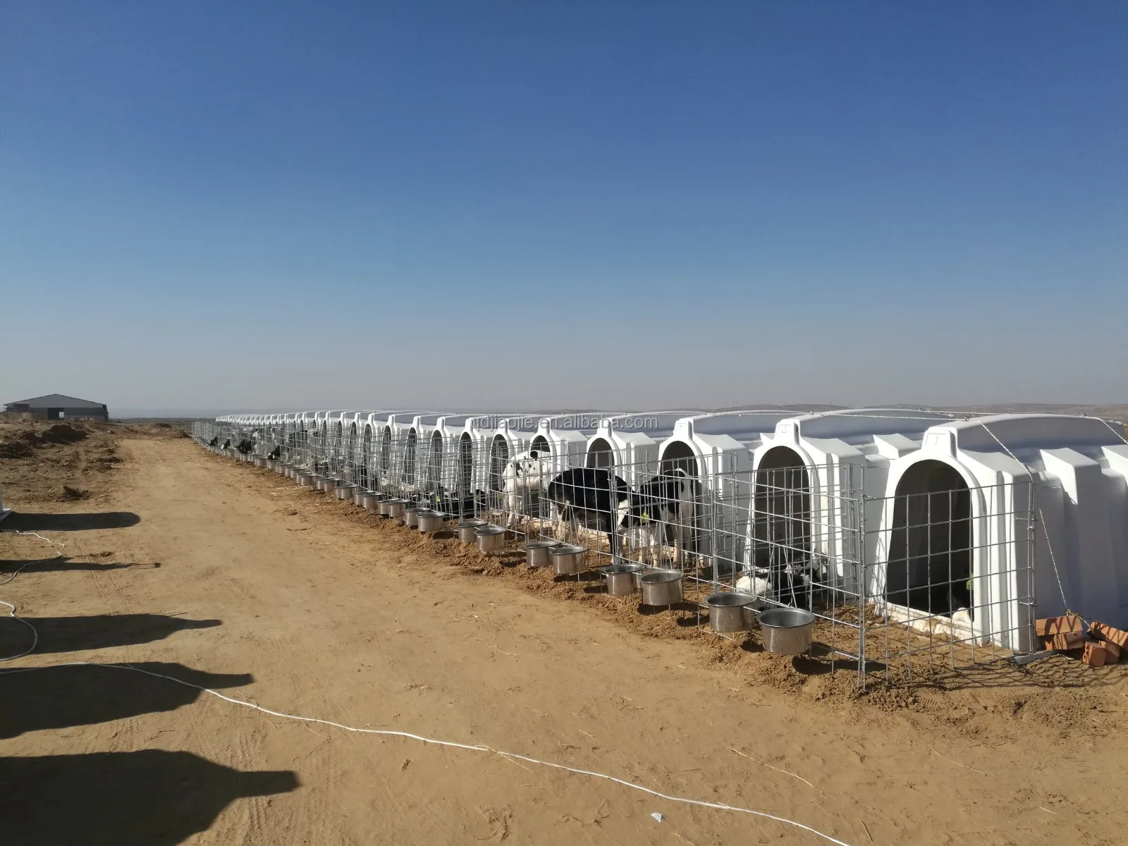 Livestock Reinforced Calf Cages - Durable & Customizable