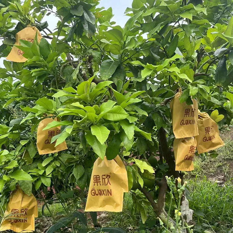 Wholesale Fruit Protection Growing Mango Dragon Protect Packing ...