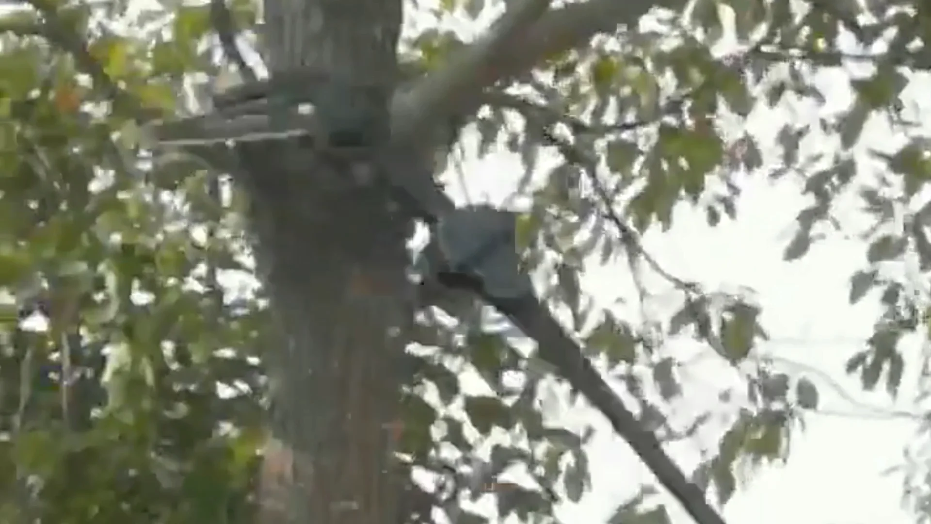 Wosai Electric Wood Cutting Machine Long Reach Handheld Pole Cordless ...