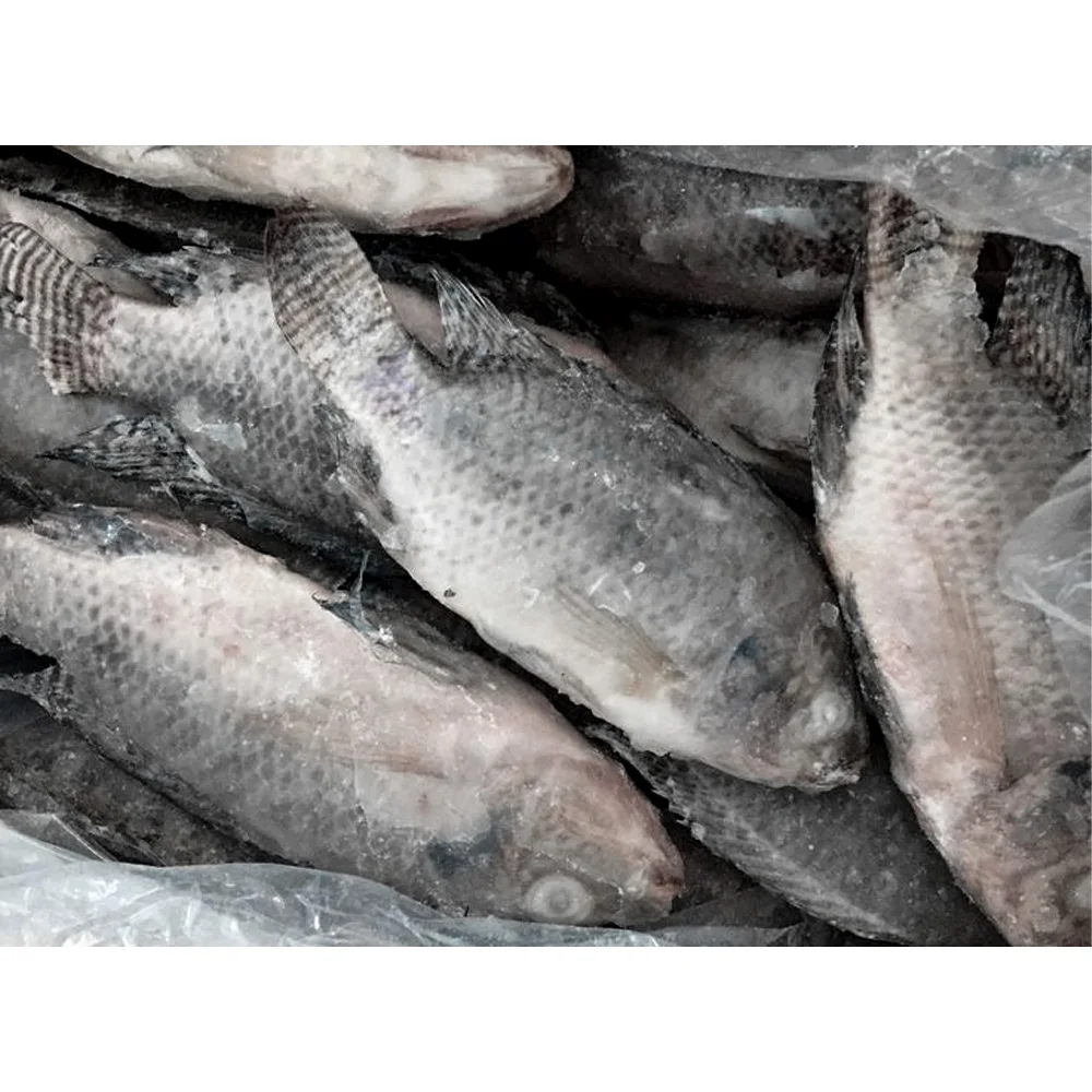 Frozen Fresh Whole Tilapia Fish On Sale Whole Round Seafood Tilapia ...