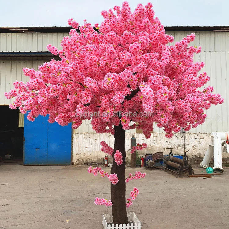 New Products Large Flower Tree 3.3m High And 10m Wide Full Japanese ...