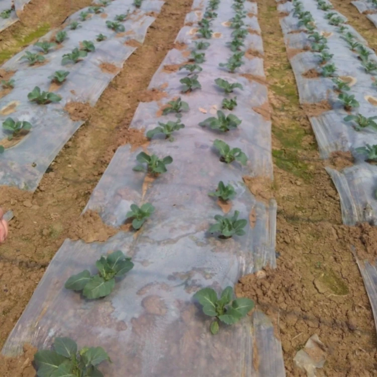 Transparent /black Mulching Weedmat Uv Agriculture Plastic Mulch Film ...