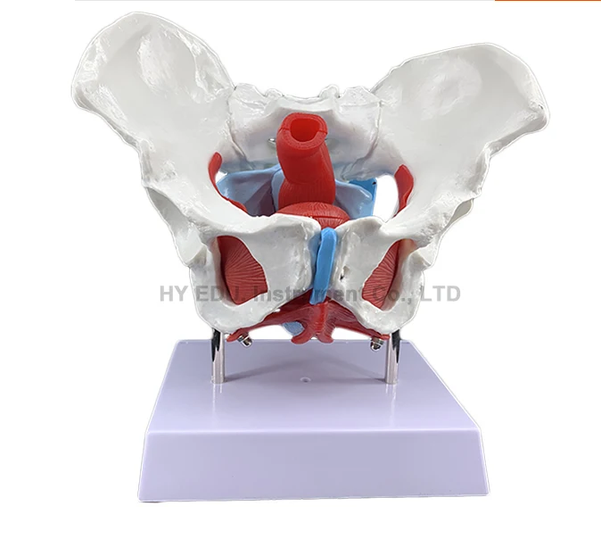 Anatomical model of Female pelvis with pelvic floor muscle model ...