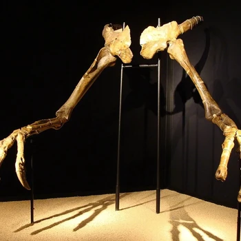 Dinosaur Theme Park Fiberglass Artificial Dinosaur Skeleton Museum ...