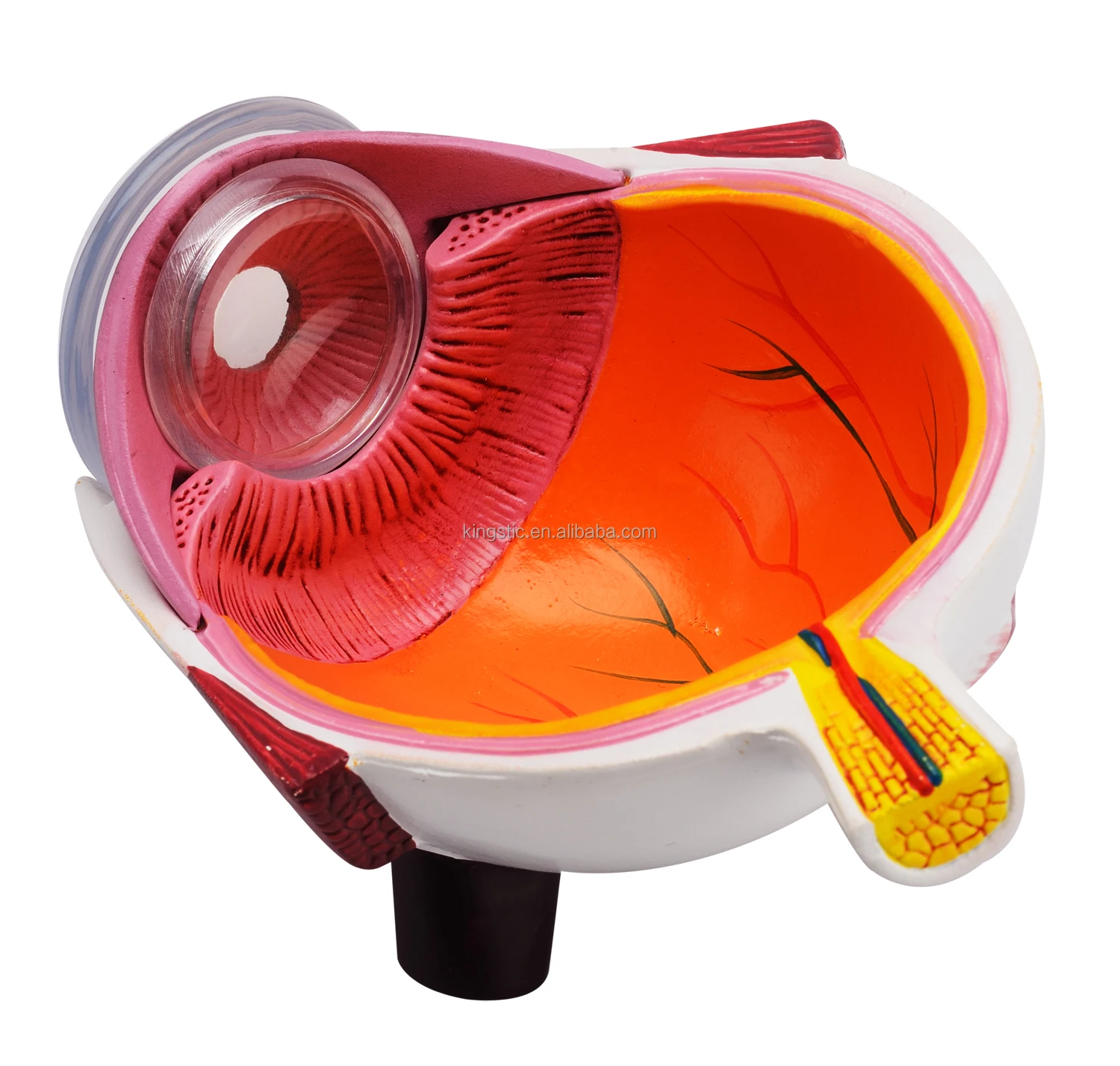 CBM-221B Human Eye Model , Half Eye Model Medical Science Education ...