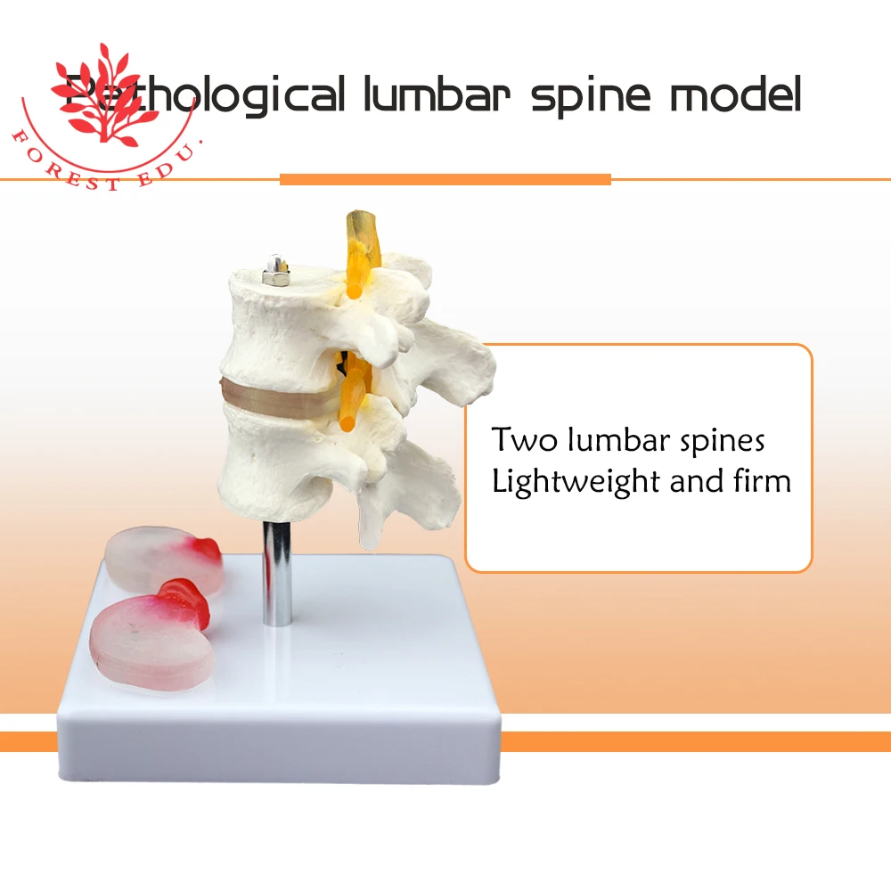 Spine Model Lumbar PVC Material Life Size Lumbar Vertebrae Spine ...