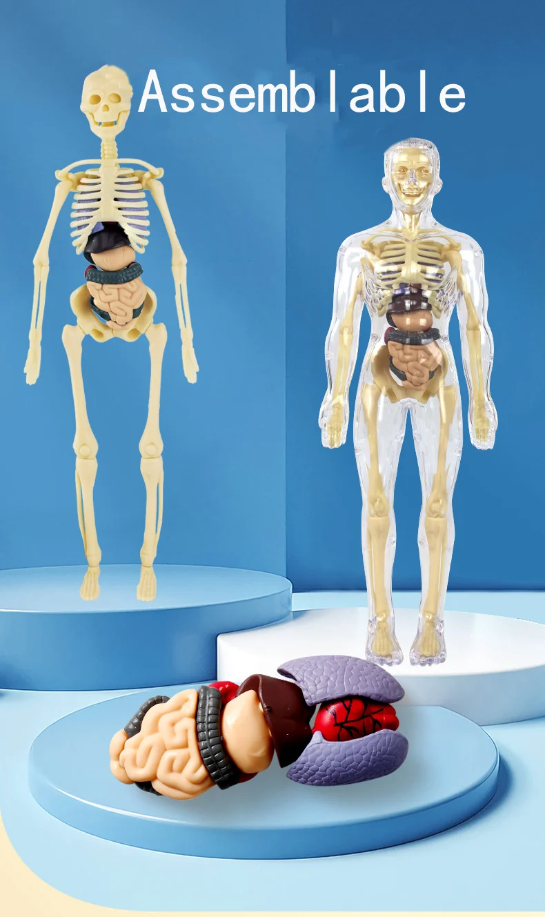 Early Educational Human Body Parts Science Kit for Kids