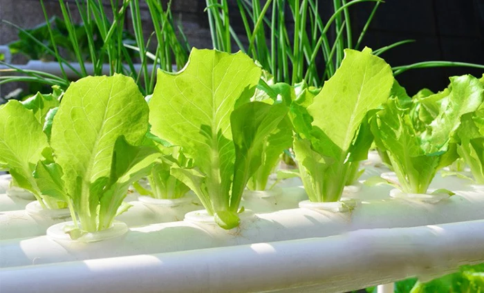 NFT Grow Rack with Automatic Water Pump for Planting Vegetables ...