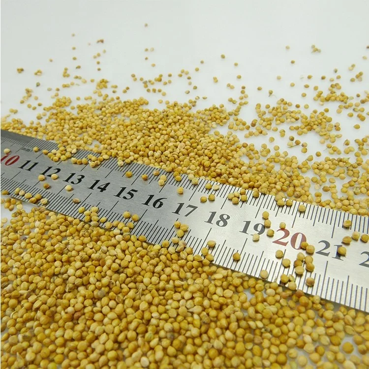Alibaba.com: Bulk small millet in husk, available in black, red, white ...