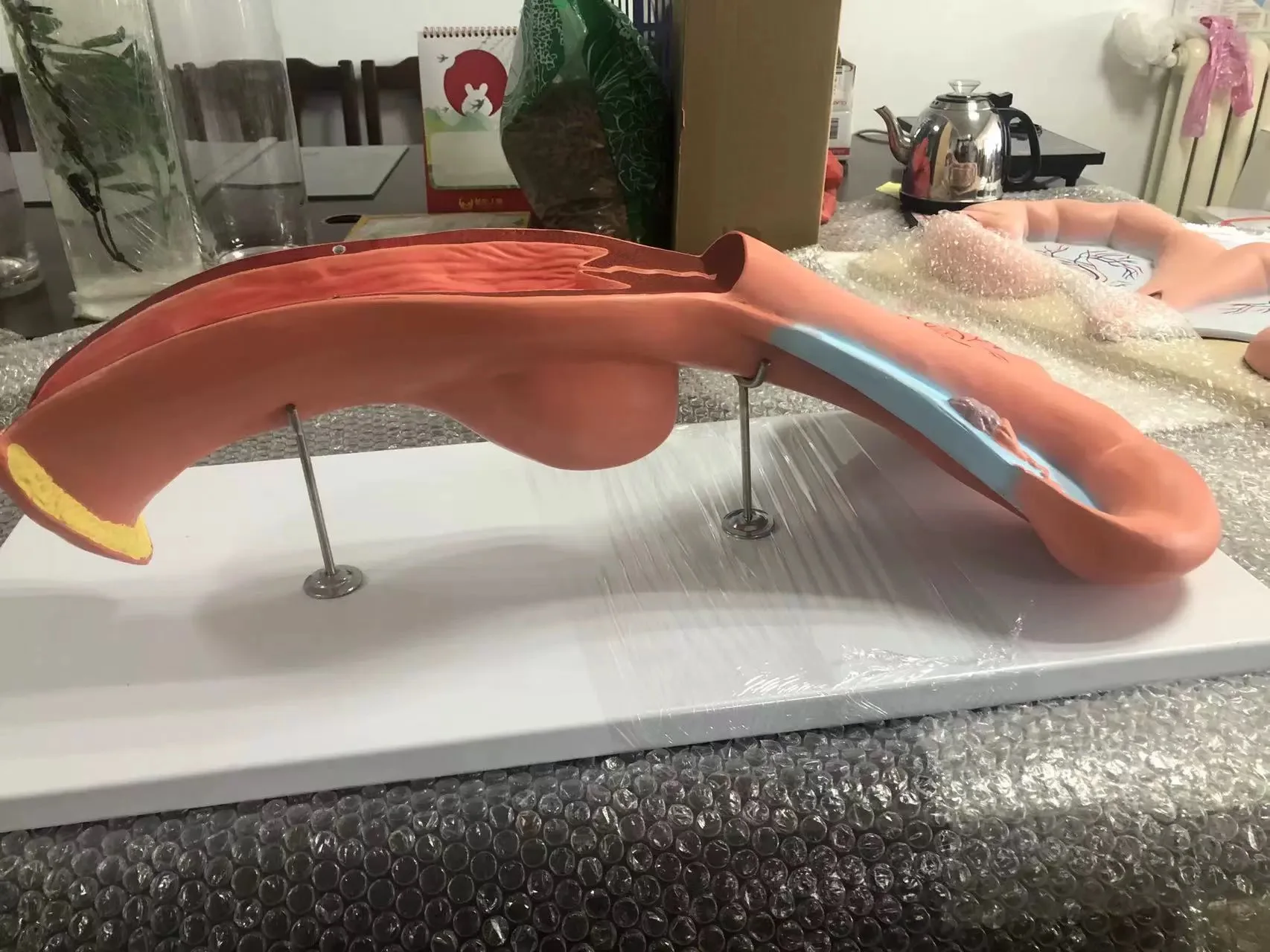 KyrenMed Cow Uterus Anatomical Model Bovine Uterus Model Animal ...
