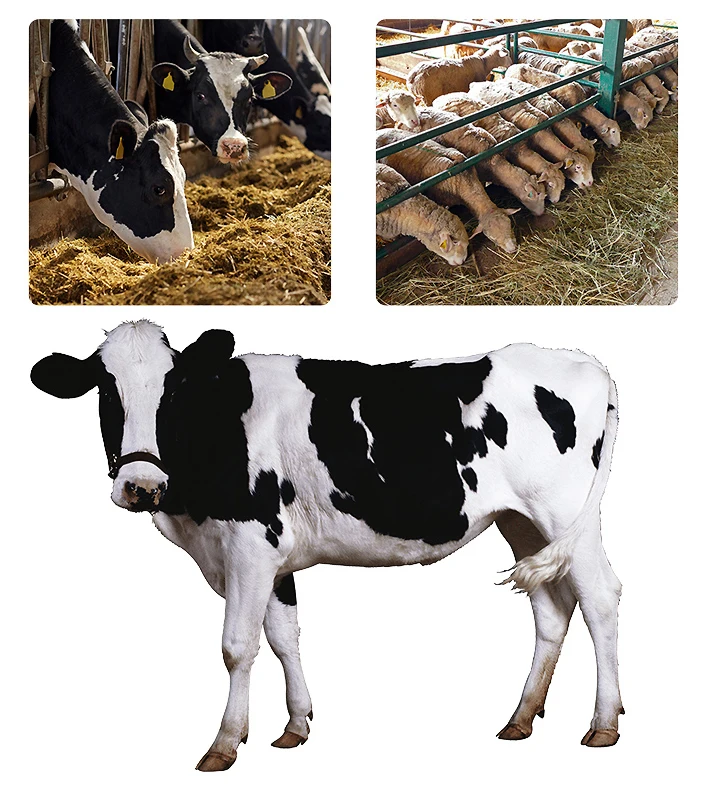 Animal Measuring Device - Accurate Height Ruler for Cattle