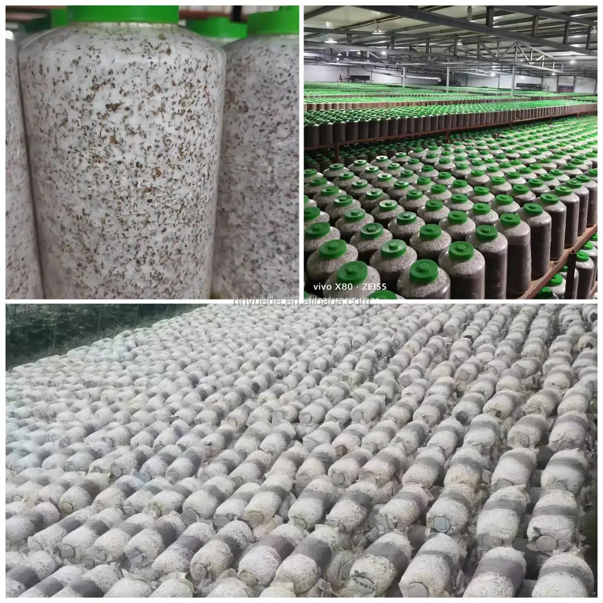 Bagging Mushroom Machine Mushroom Bag Making Machine Fully Automatic ...
