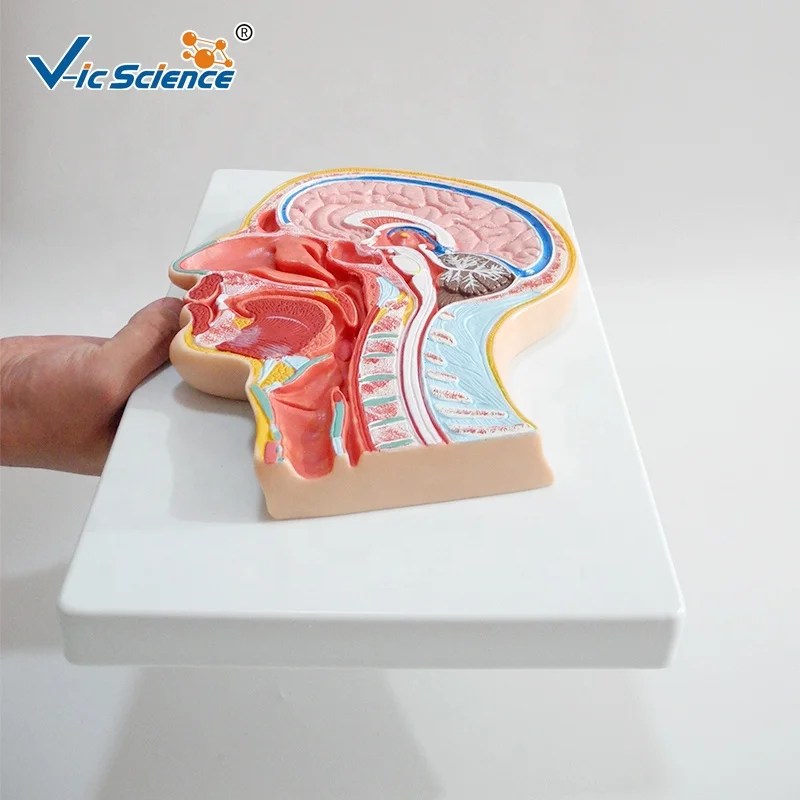 Detailed Human Head Model Median Section Structure for Medical Science ...