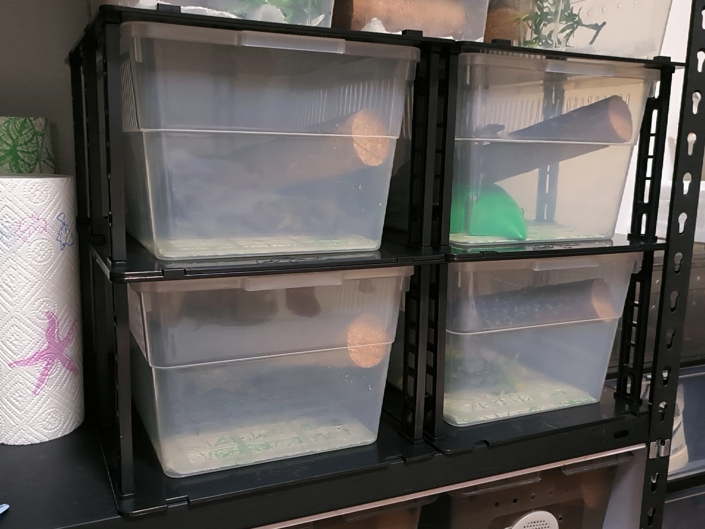Flat Packed Reptile Snake Rack - Durable & Sustainable
