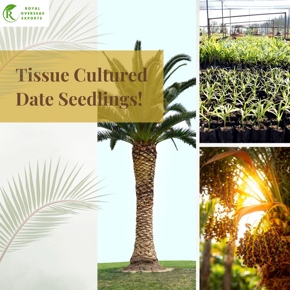 Tissue Culture Date Palm Seedling Genetic Transformation Much Variation ...