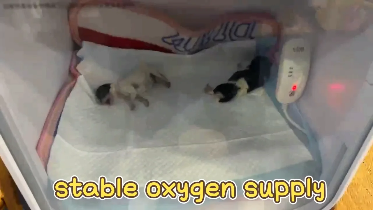 Oxygen Generation + Atomization Veterinary Cat Dog Device Stable Oxygen ...