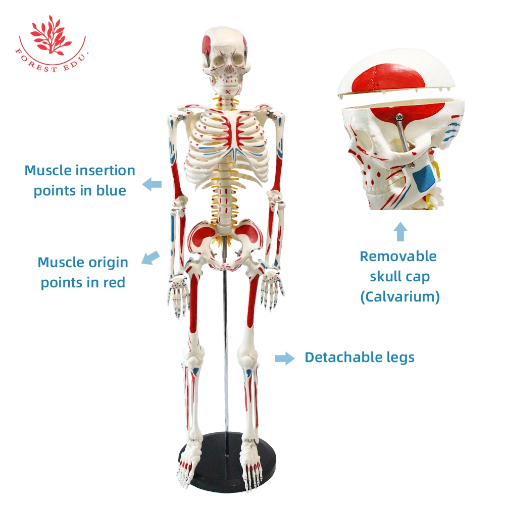 Medical Science Human Skeleton Model FRT008 for Study