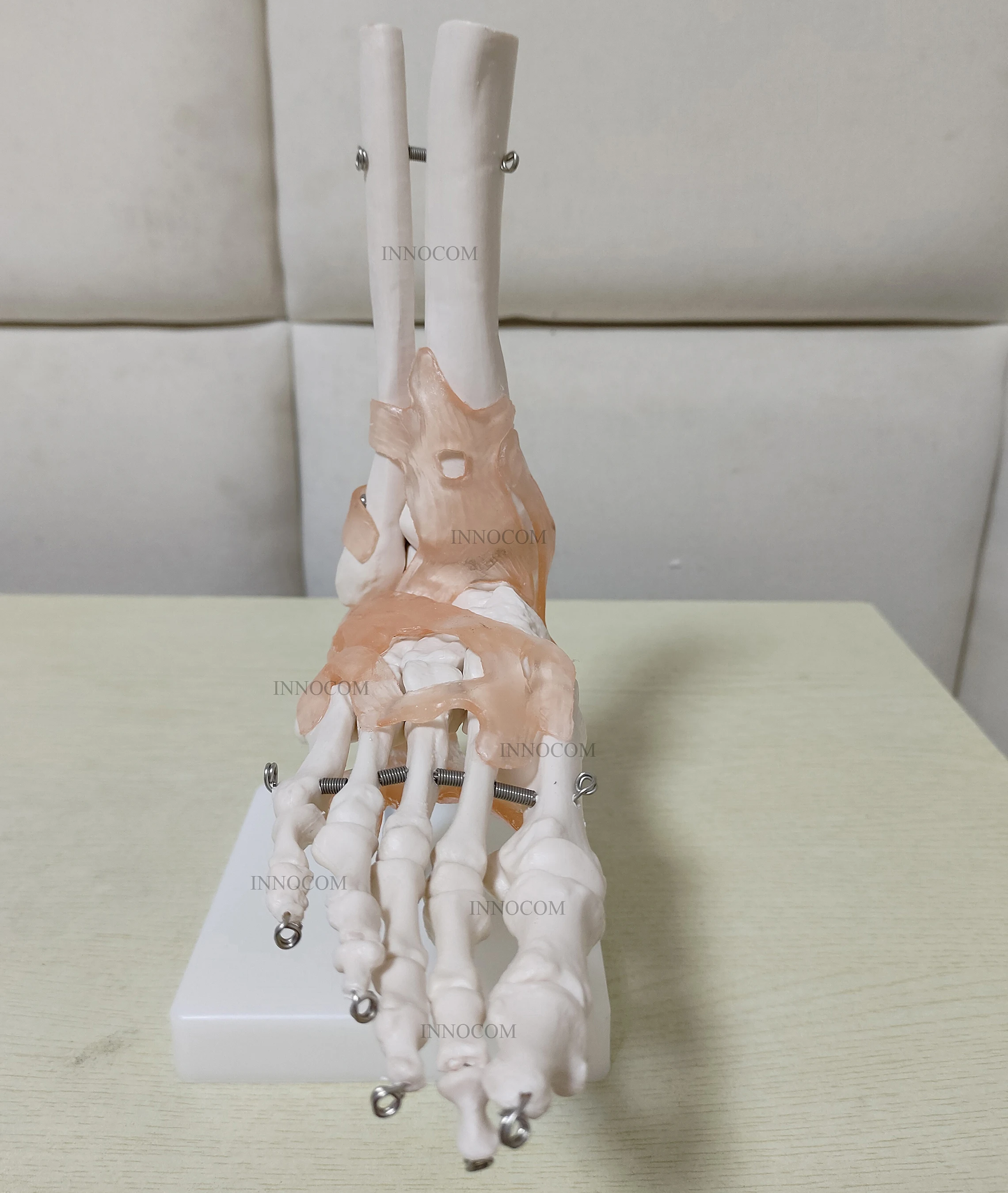 Life-Size Plastic Human Anatomical Skeleton Model for Medical Science ...