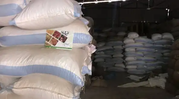 High Quality Doum Palm,Hyphaene Thebaica - Buy Hyphaene Doum Doum Fruit ...